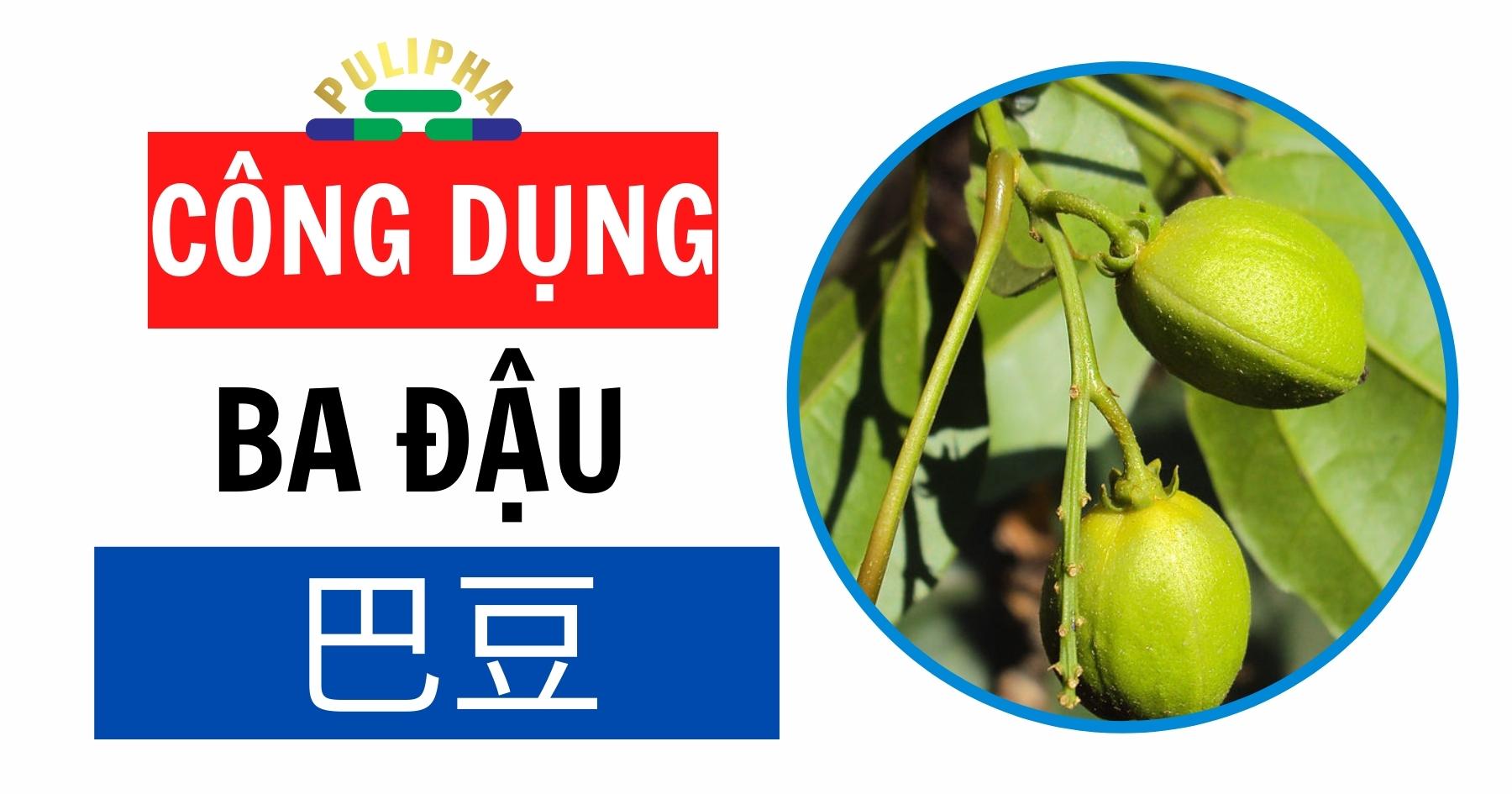 Ba Đậu có công dụng gì? - 2023