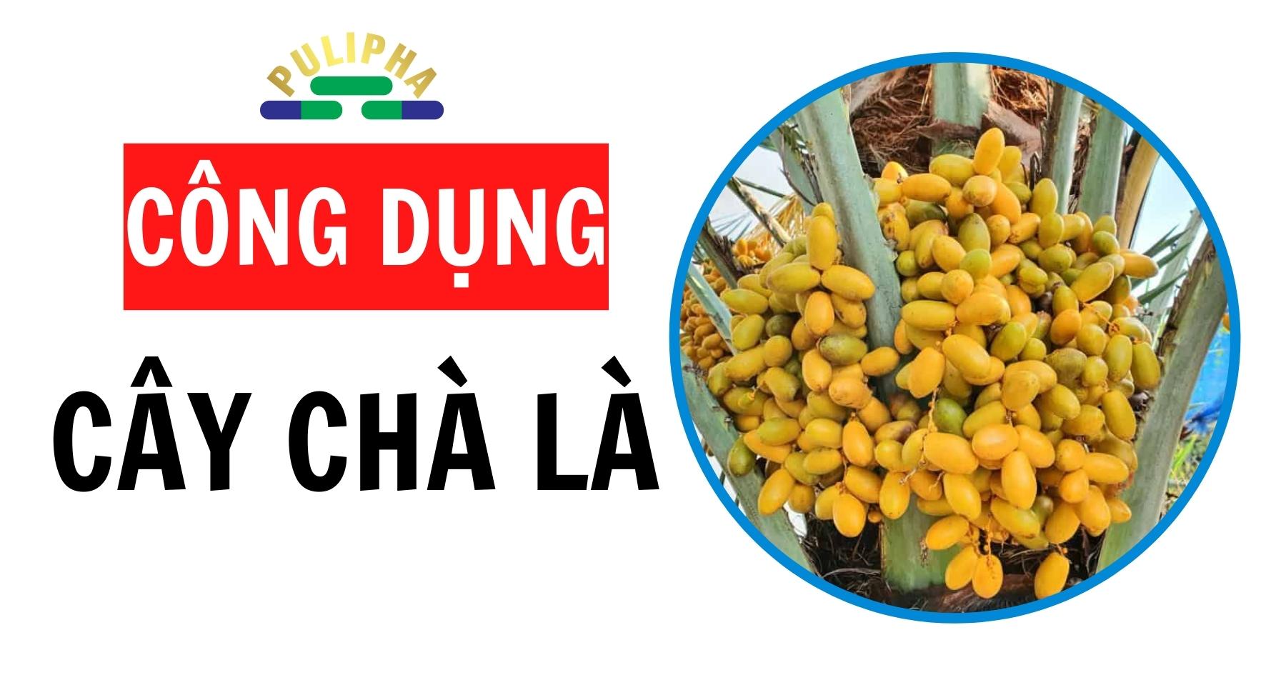 Cây Chà Là có công dụng gì? - 2026
