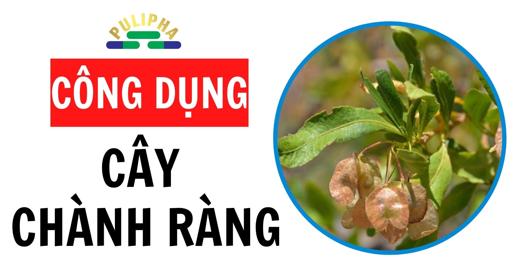 Cây Chành Ràng có công dụng gì? - 2023