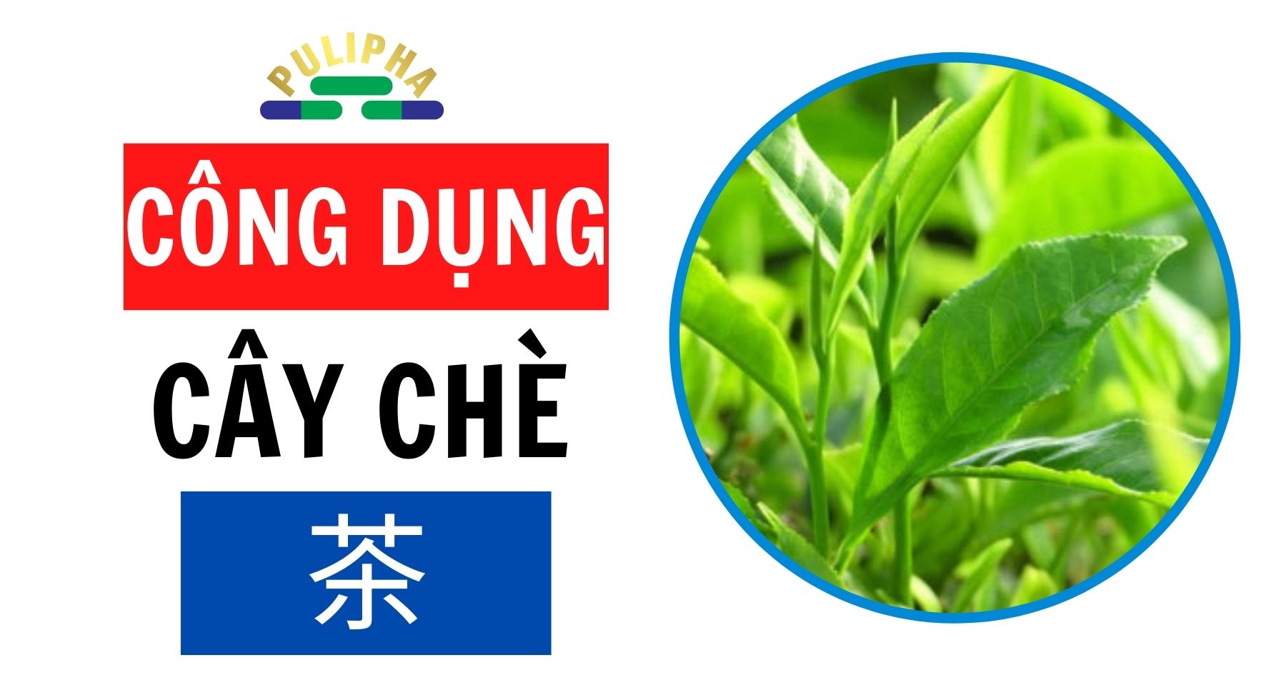 Cây Chè có công dụng gì? - 2025