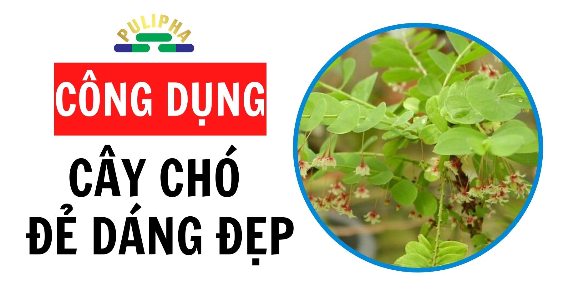 Cây Chó Đẻ Dáng Đẹp có công dụng gì? - 2023