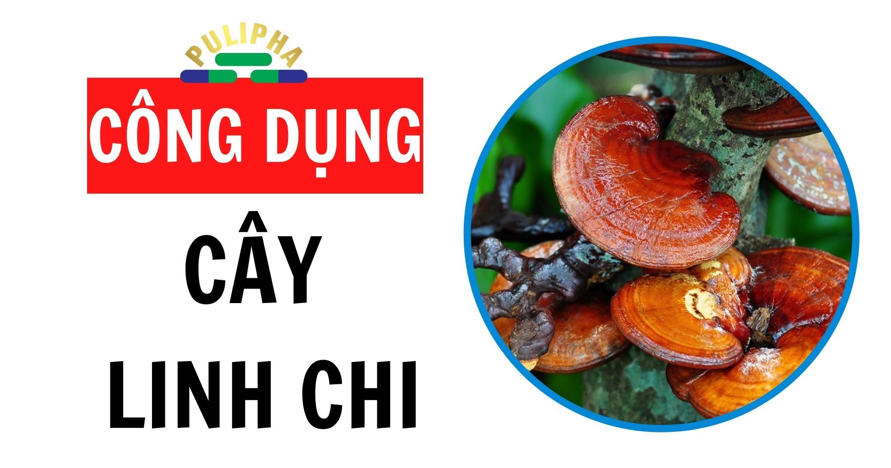 Cây Linh Chi có công dụng gì? - 2025