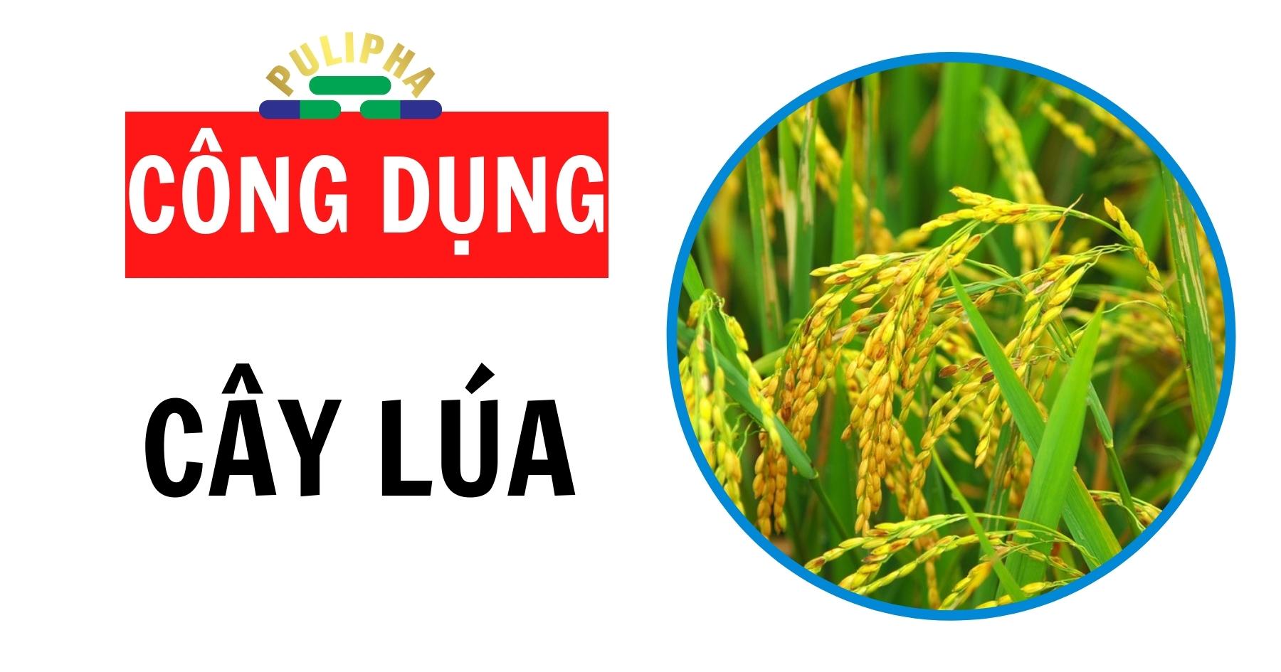 Cây Lúa có công dụng gì? - 2023
