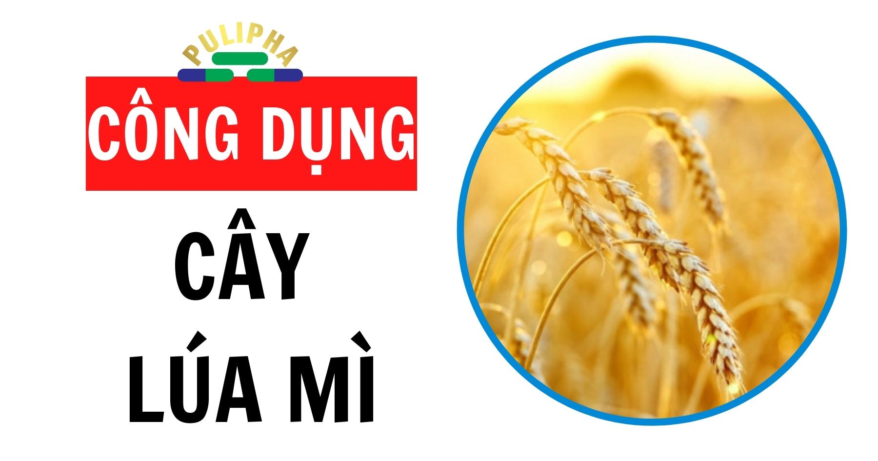 Cây Lúa Mì có công dụng gì? - 2025