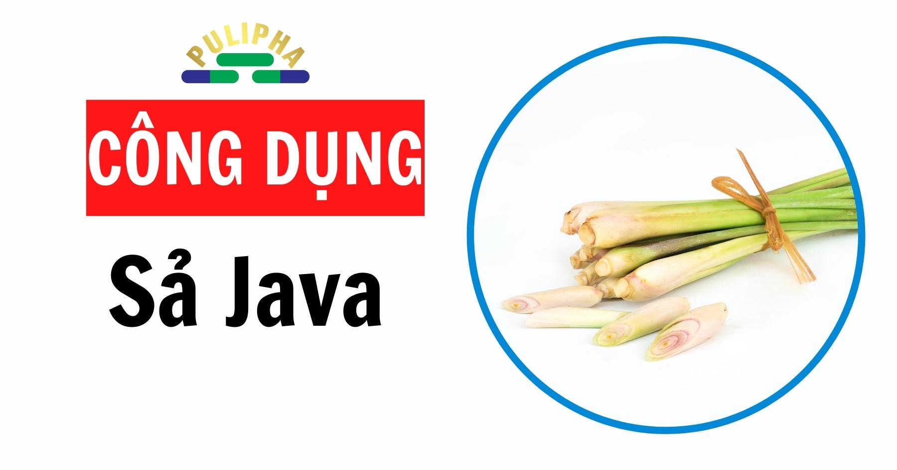 Cây Sả Java có công dụng gì? - 2025