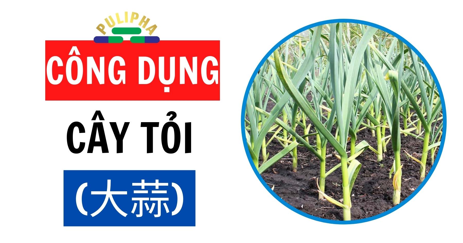 Cây Tỏi có công dụng gì? - 2023