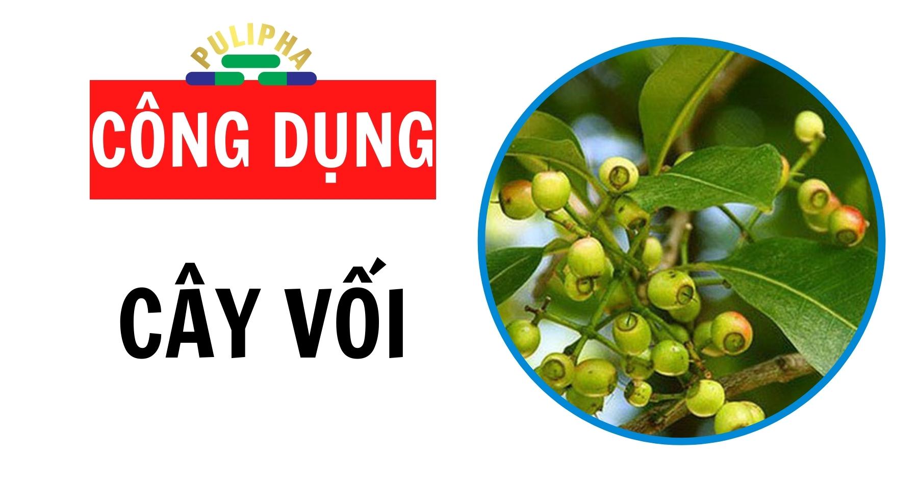 Cây Vối có công dụng gì? - 2025